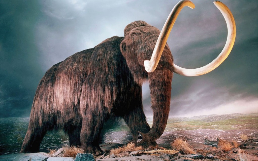 Harvard Scientists successfully add woolly mammoth DNA into elephant ...